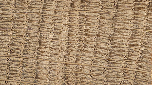 Wooden barrel - Auric